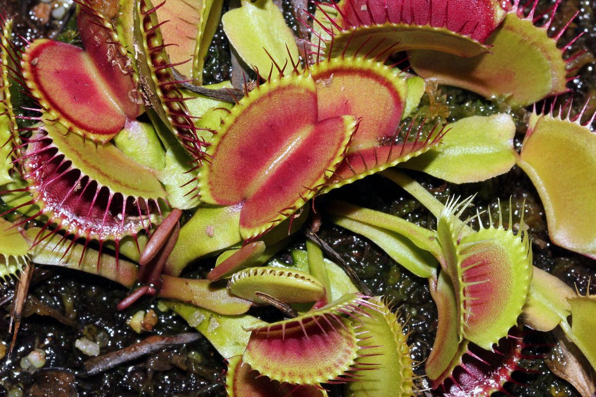 Jupiter Flytrap