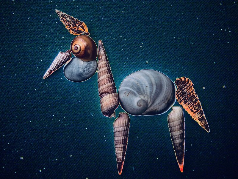 Shell Unicorn | Smithsonian Photo Contest | Smithsonian Magazine