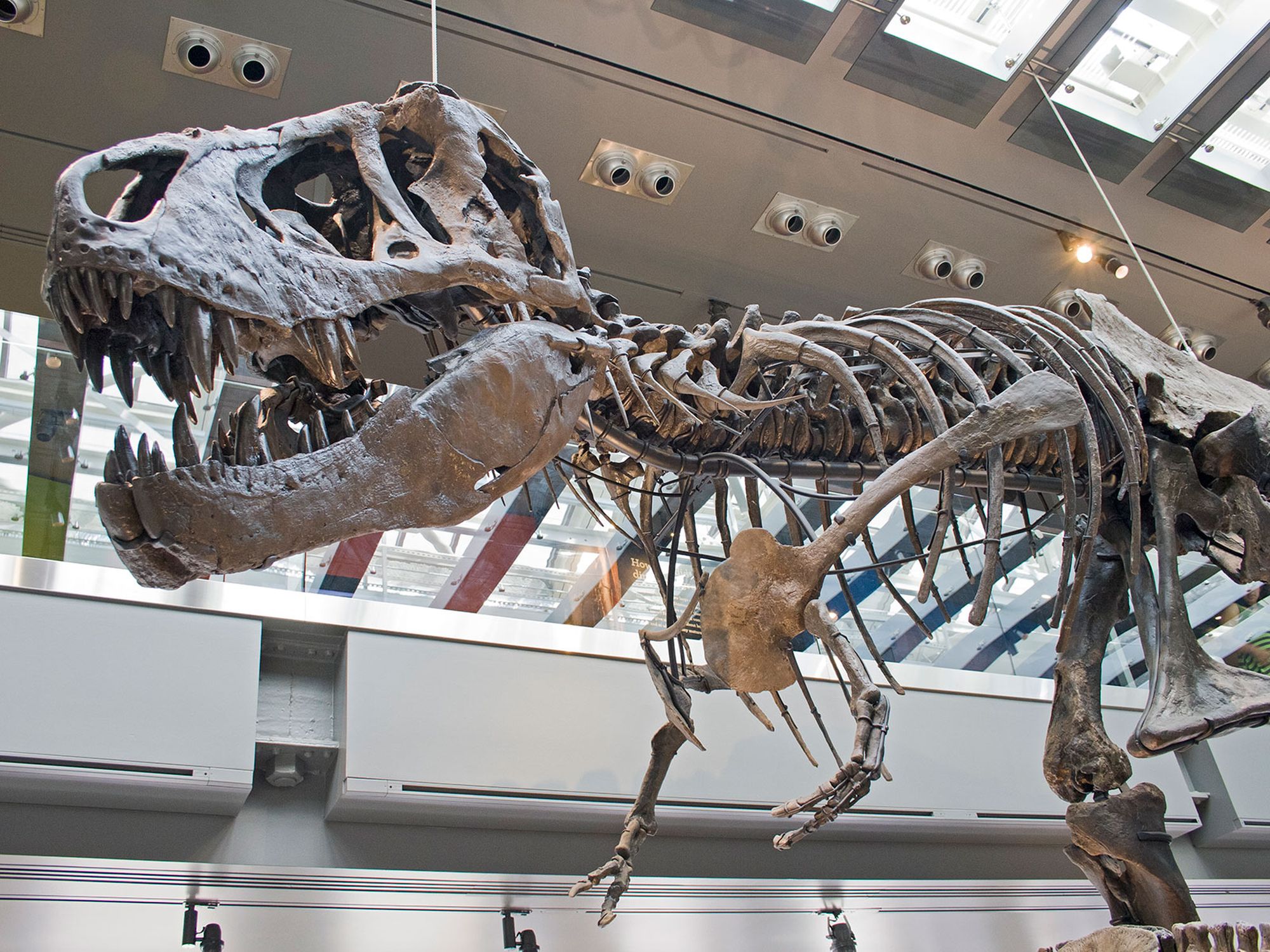 Everything You Want to Know About the Sex Lives of Dinosaurs, From ...