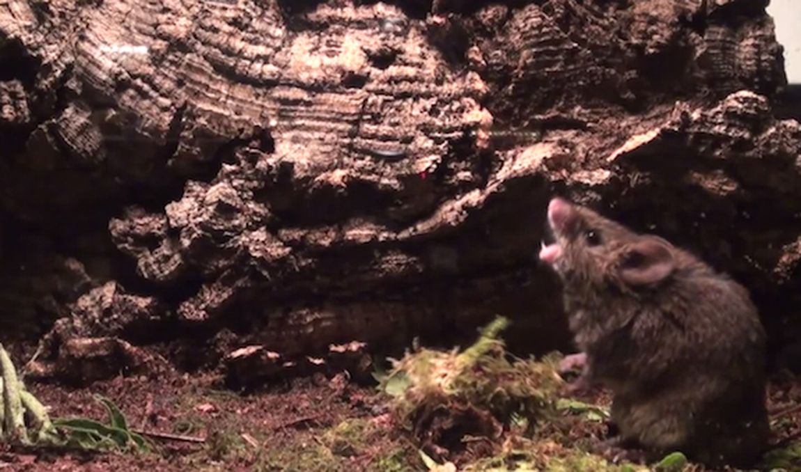 These Mice Sing to Mark Their Territory