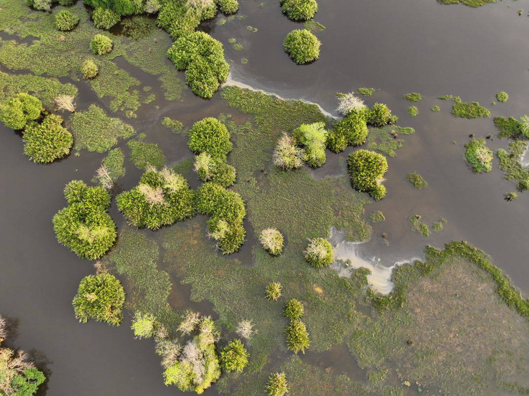 Beauty of the Mangrove Swamp Forest from an Eagle-Eye Perspective ...