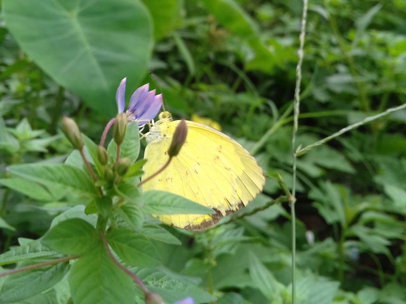 Common grass yellow butterfly | Smithsonian Photo Contest | Smithsonian ...