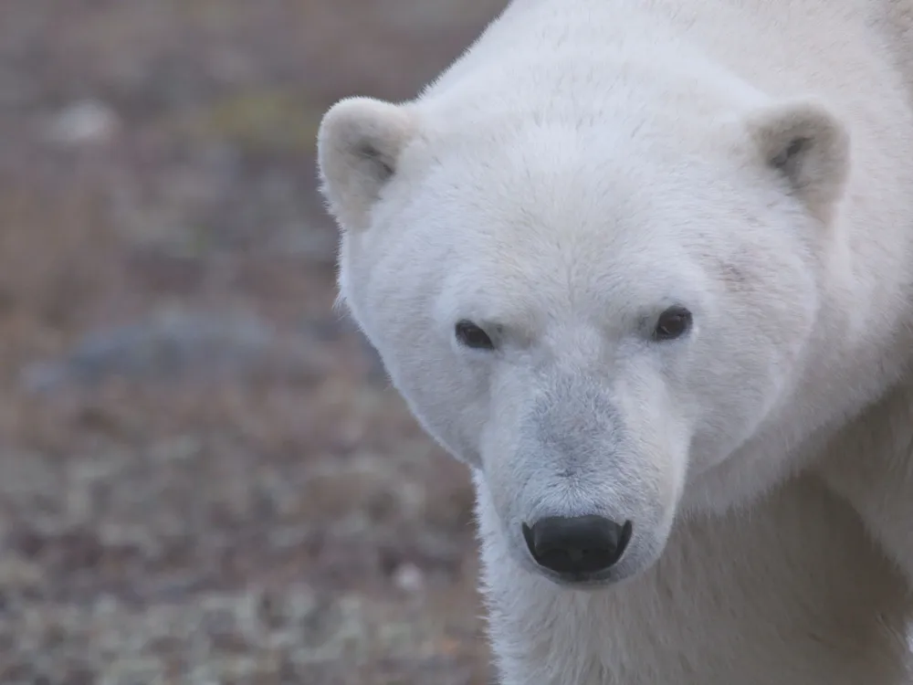 polar bear cbbc