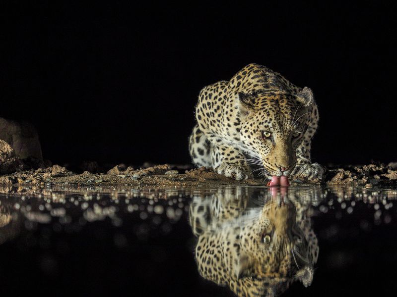 Leopard drinking | Smithsonian Photo Contest | Smithsonian Magazine