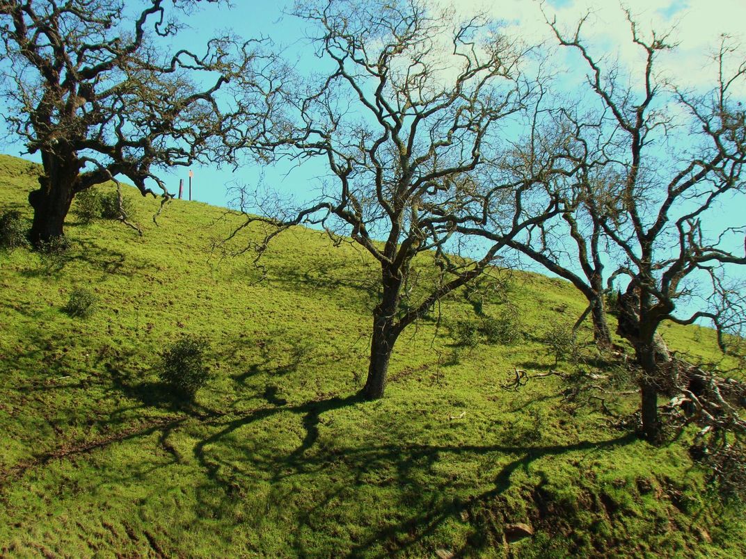 Three trees stretch their spring branches across a California sky ...