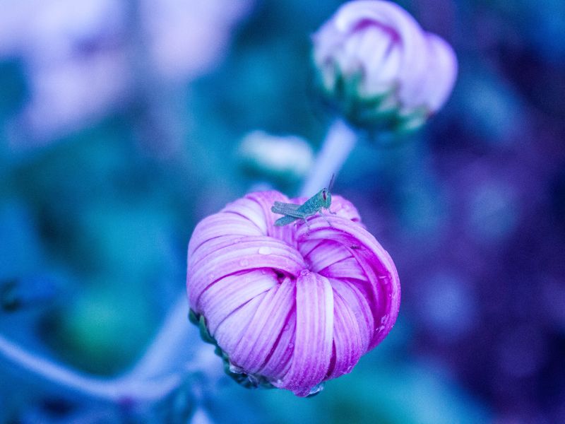 Supernova Flower | Smithsonian Photo Contest | Smithsonian Magazine