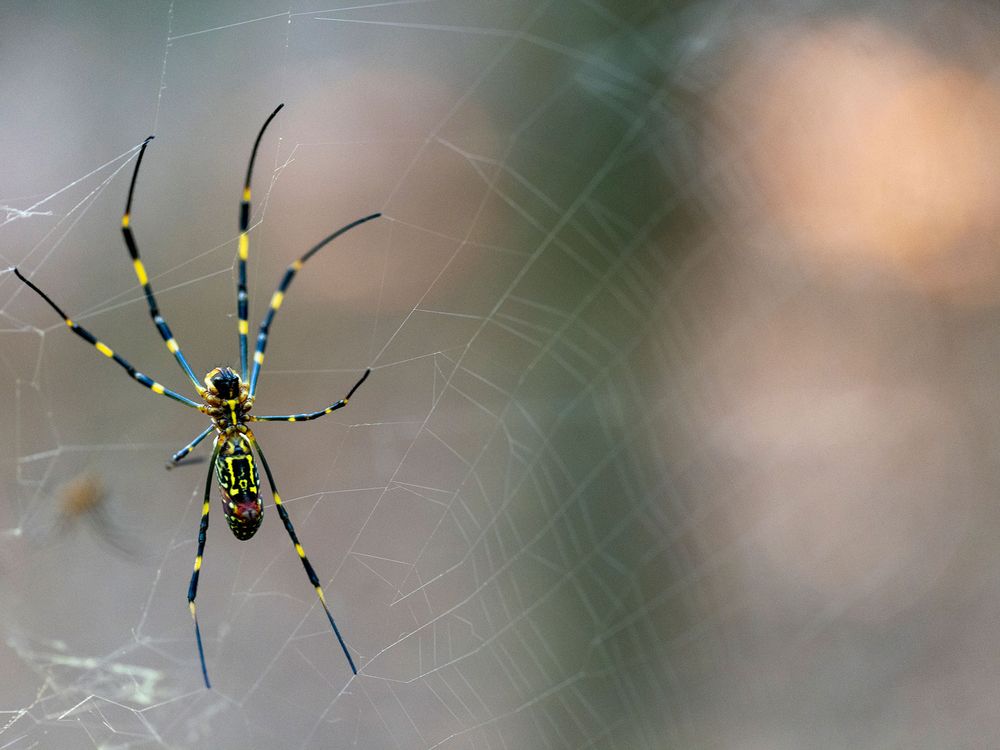 Joro Spiders, Spreading in the Southeast, Can Survive Surprisingly Well ...
