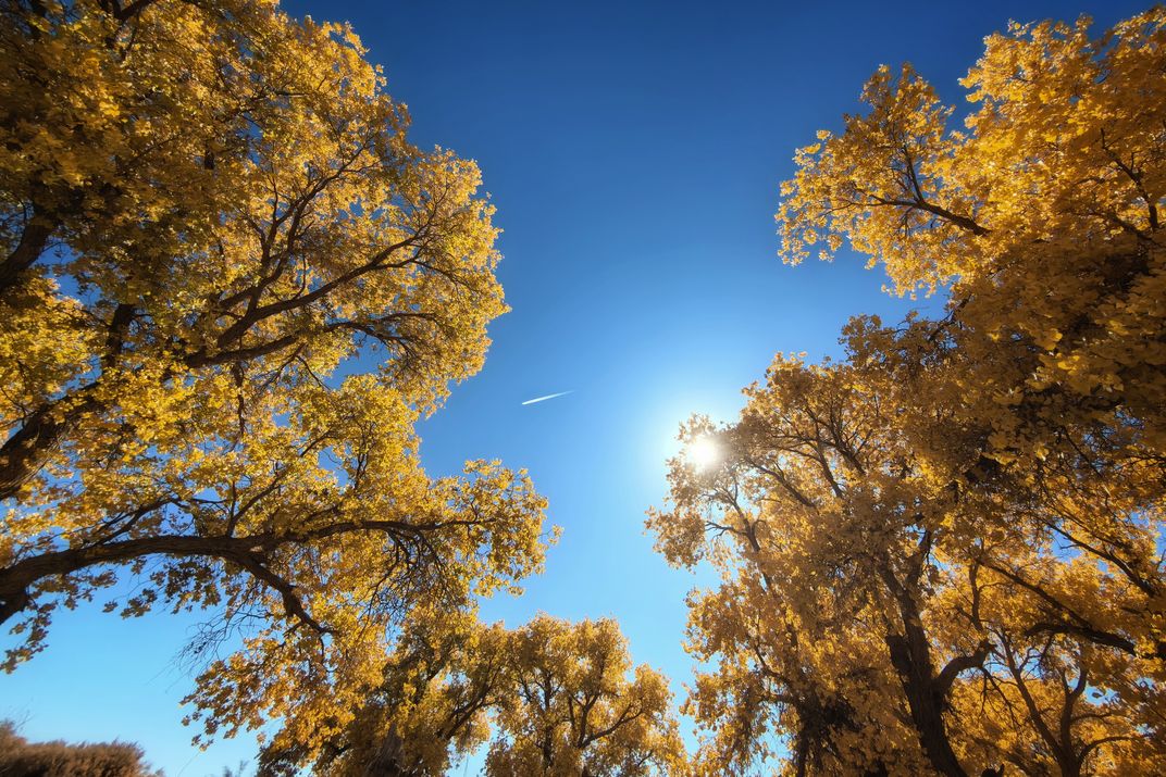 Populus euphratica forest | Smithsonian Photo Contest | Smithsonian ...
