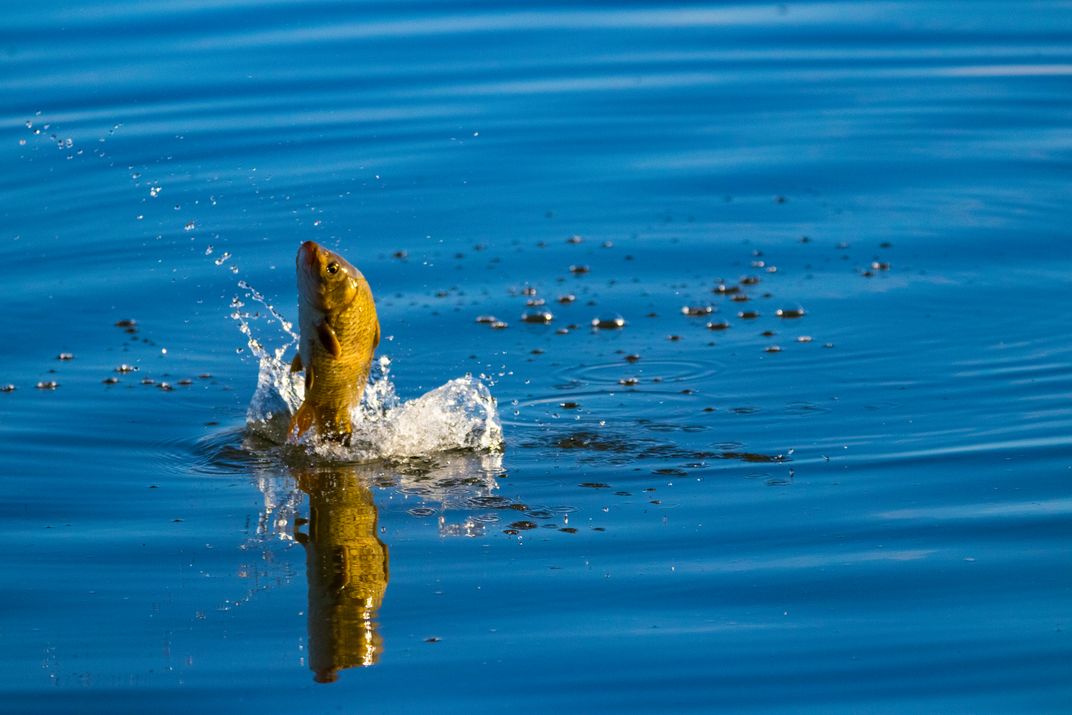 Fish jumping to catch dinner | Smithsonian Photo Contest | Smithsonian ...