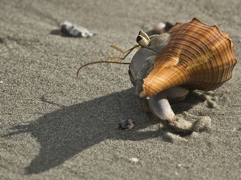 shellfish | Smithsonian Photo Contest | Smithsonian Magazine