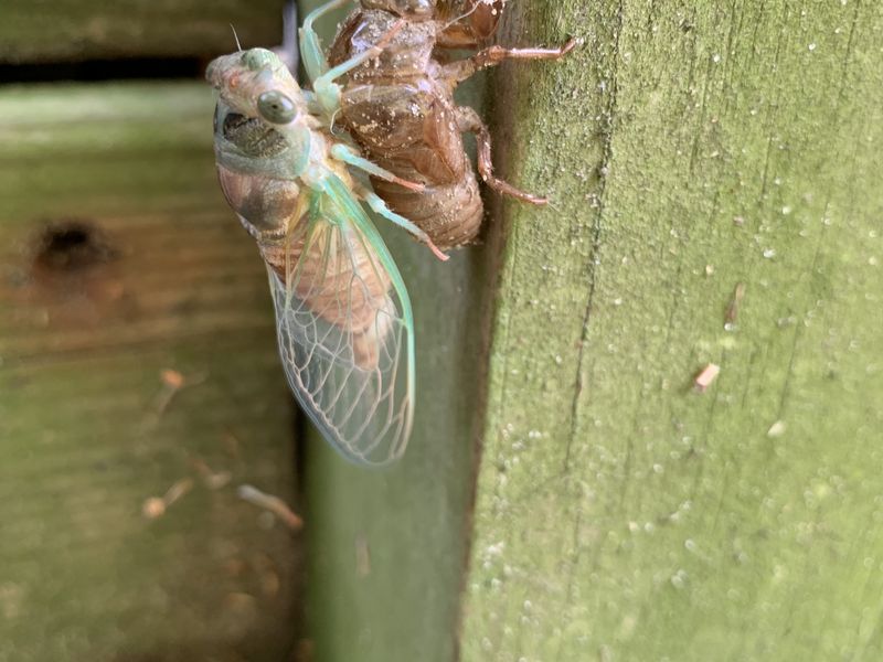 Rebirth of North American cicada. | Smithsonian Photo Contest ...