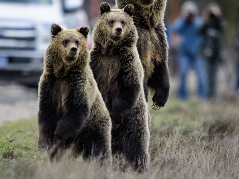 Curious Bears | Smithsonian Photo Contest | Smithsonian Magazine