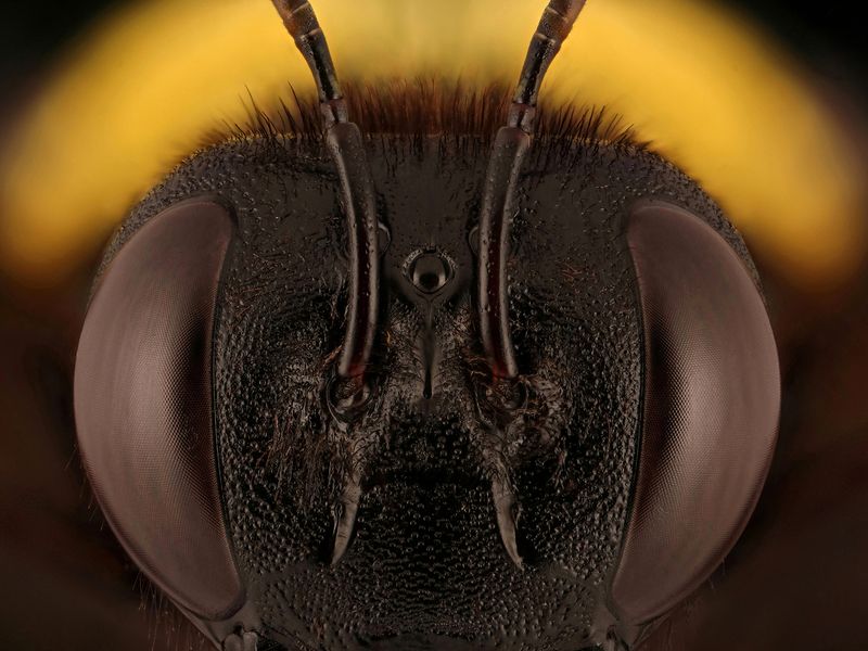 Bee carpenter - xylocopa | Smithsonian Photo Contest | Smithsonian Magazine