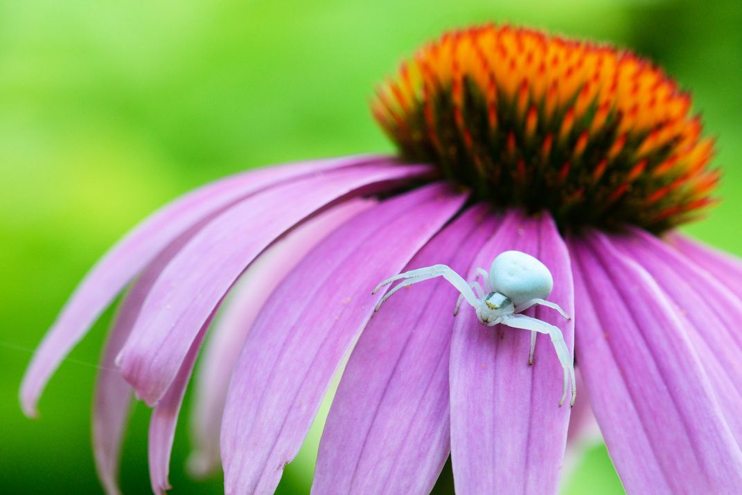 White Spider | Smithsonian Photo Contest | Smithsonian Magazine