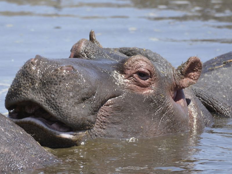 Baby Hippo | Smithsonian Photo Contest | Smithsonian Magazine