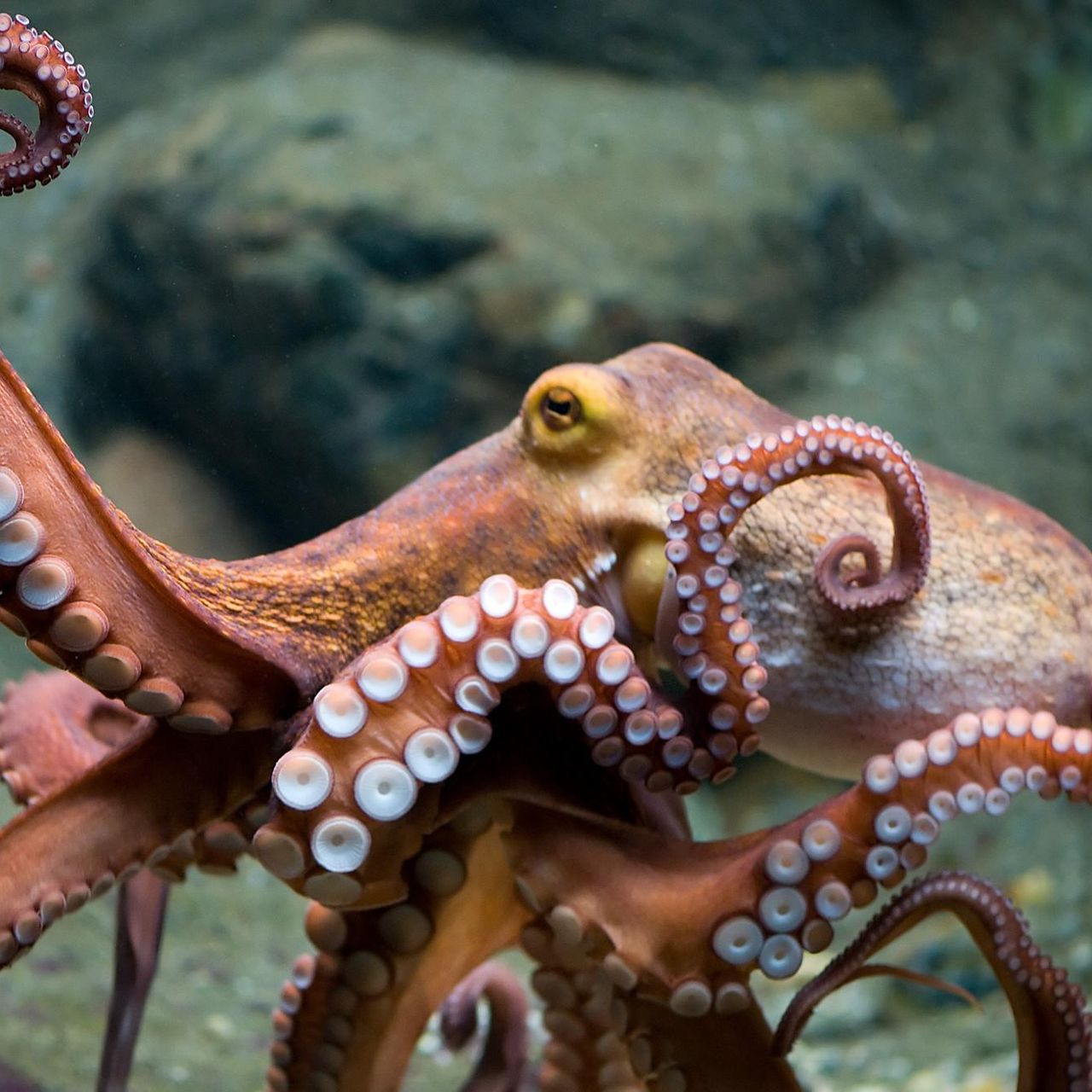 real octopus attack