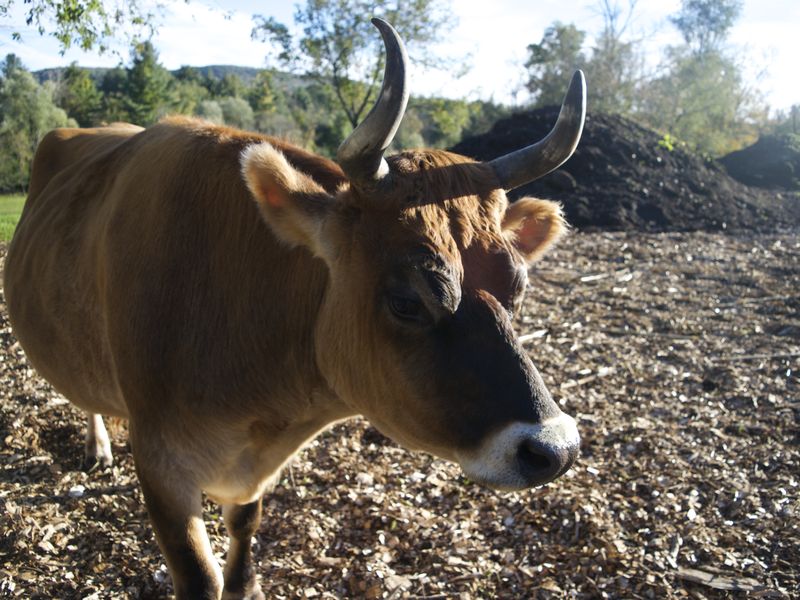 Standing cow while dining farm chores | Smithsonian Photo Contest ...