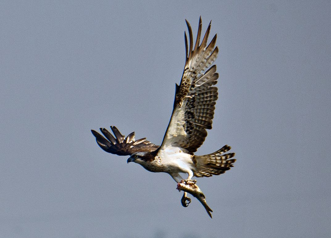 OSPREY WITH KILL | Smithsonian Photo Contest | Smithsonian Magazine