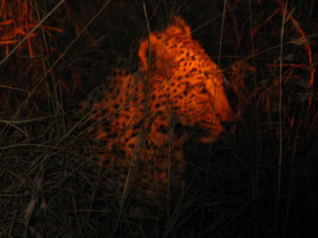 The cheetahs night hunt | Smithsonian Photo Contest | Smithsonian Magazine