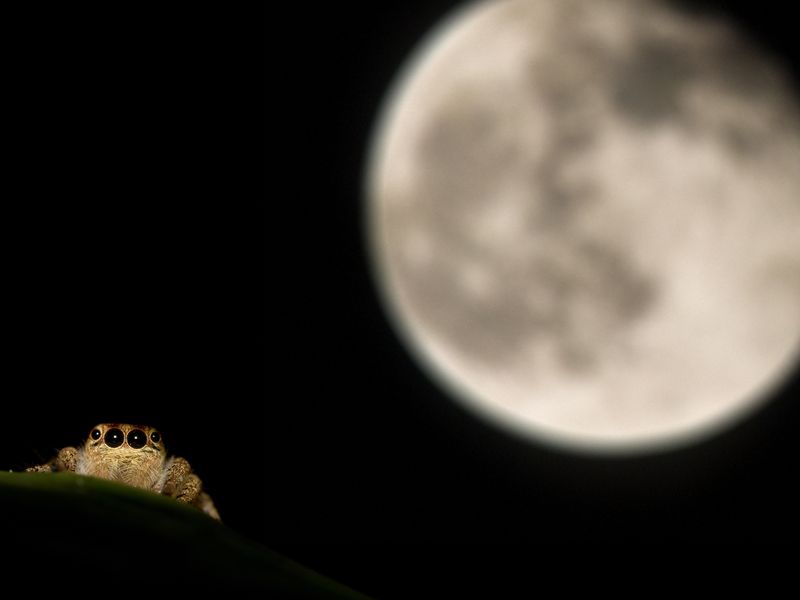 Eyes of a nightcrawler! | Smithsonian Photo Contest | Smithsonian Magazine