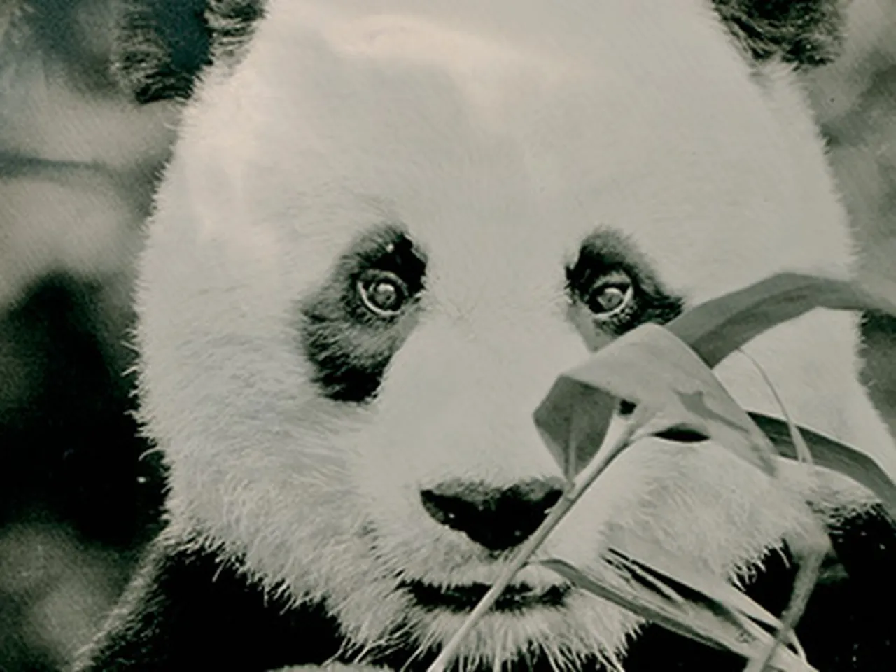 Very Cute Baby Panda The Science Behind Why Pandas Are So Damn Cute