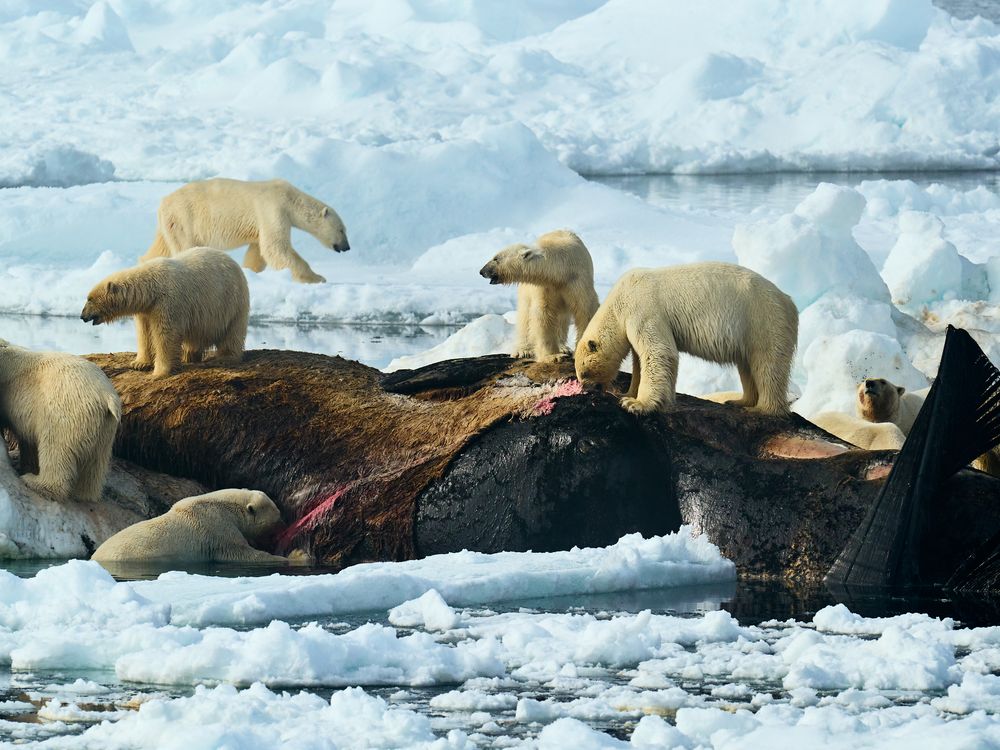 The whale's raft | Smithsonian Photo Contest | Smithsonian Magazine