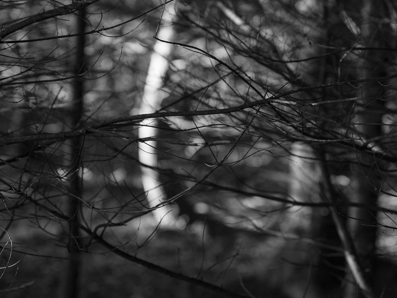 Forest at twilight #1 | Smithsonian Photo Contest | Smithsonian Magazine