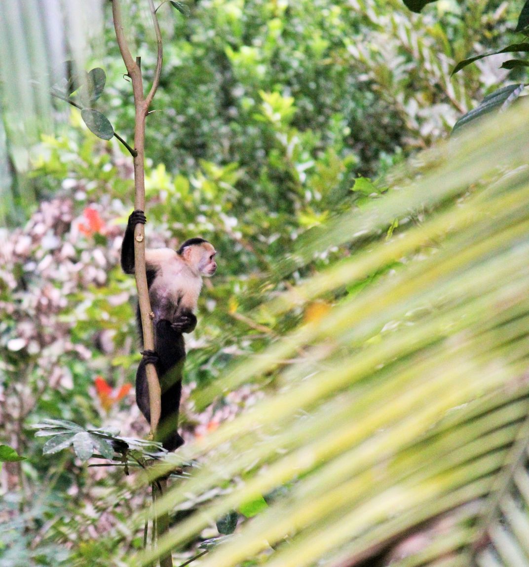 A White-faced Capuchin in Costa Rica | Smithsonian Photo Contest ...