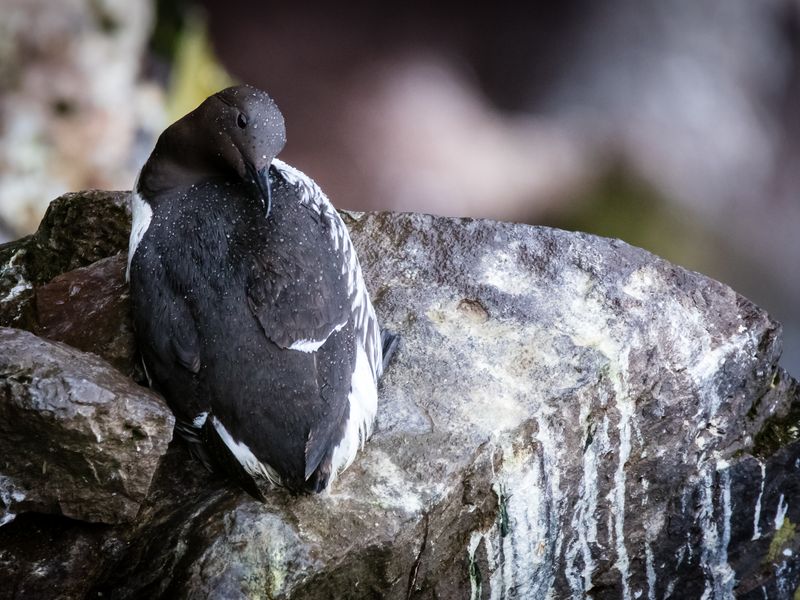 The Common Guillemot | Smithsonian Photo Contest | Smithsonian Magazine