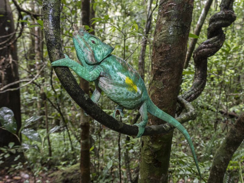 Parson's chameleon | Smithsonian Photo Contest | Smithsonian Magazine