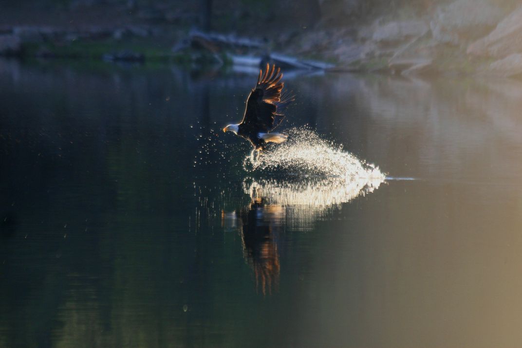 Bald Eagle catches trout at Woods canyon lake Arizona, | Smithsonian ...
