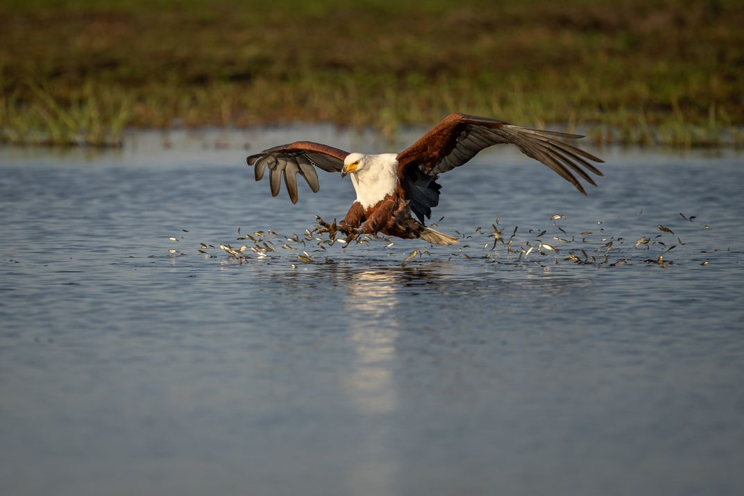An African Fish-Eagle Feeds on Small Fish in the Okavango Delta ...
