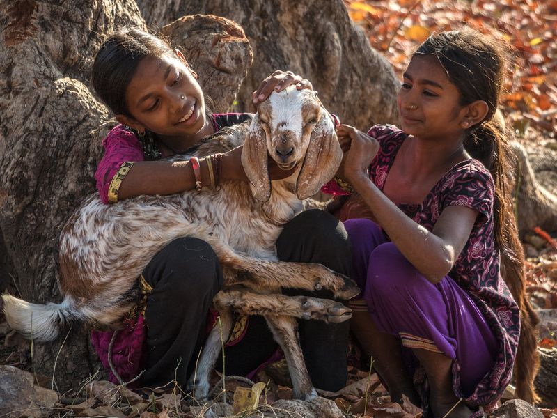 girls with smiling goat | Smithsonian Photo Contest | Smithsonian Magazine