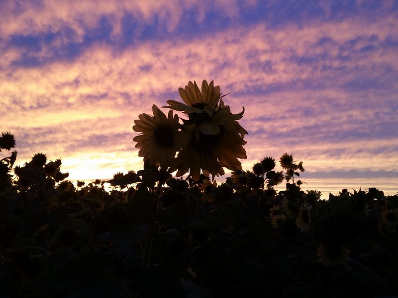 Kansas Sunflower Field at Sunset | Smithsonian Photo Contest ...