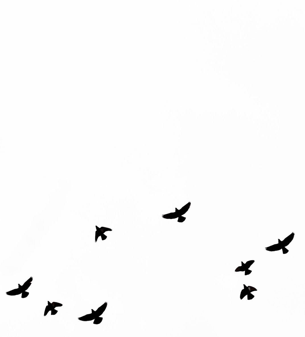 High contrast birds. | Smithsonian Photo Contest | Smithsonian Magazine