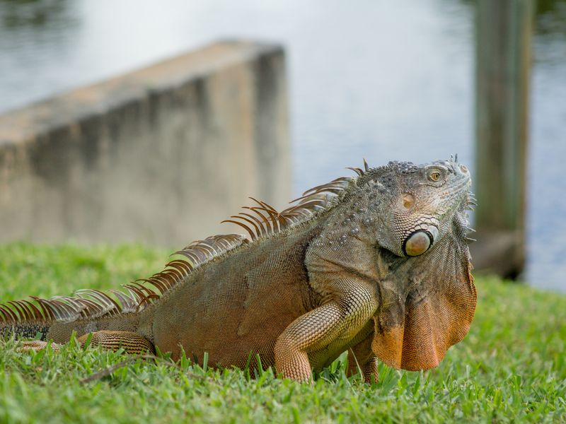 A beautiful and majestic creature crawled through the backyard ...