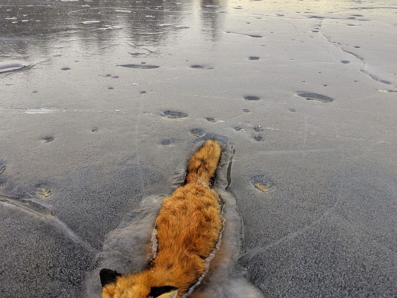 Frozen Fox | Smithsonian Photo Contest | Smithsonian Magazine