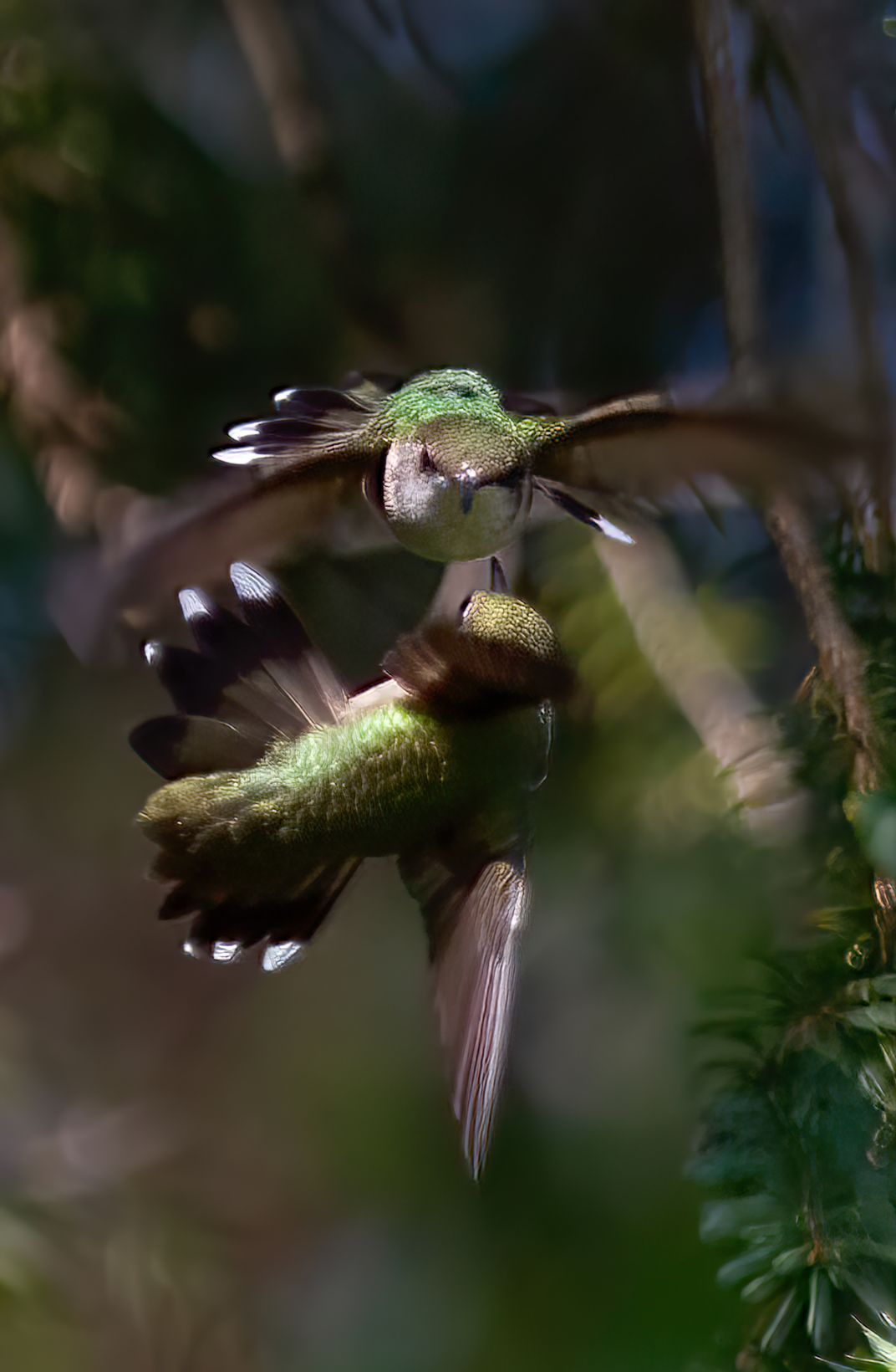 warrior birds | Smithsonian Photo Contest | Smithsonian Magazine