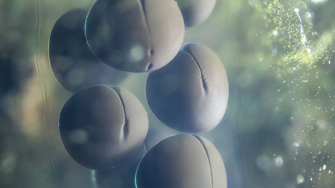 A Stacking image of the first of many cell divisions of common toad ...