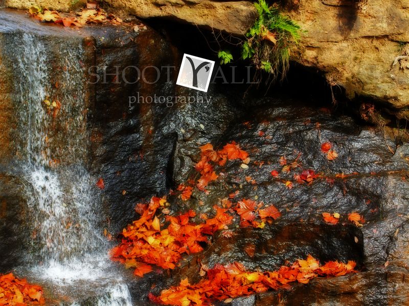 Cascade of Orange | Smithsonian Photo Contest | Smithsonian Magazine