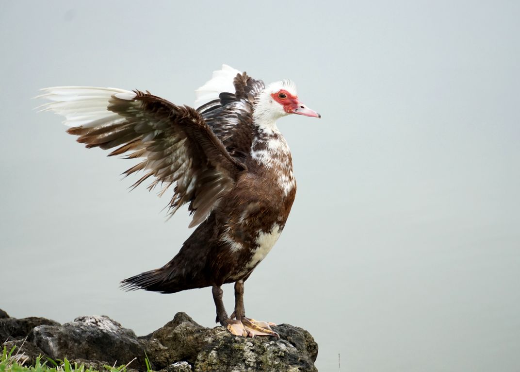 Muscovy Duck by the Lake | Smithsonian Photo Contest | Smithsonian Magazine