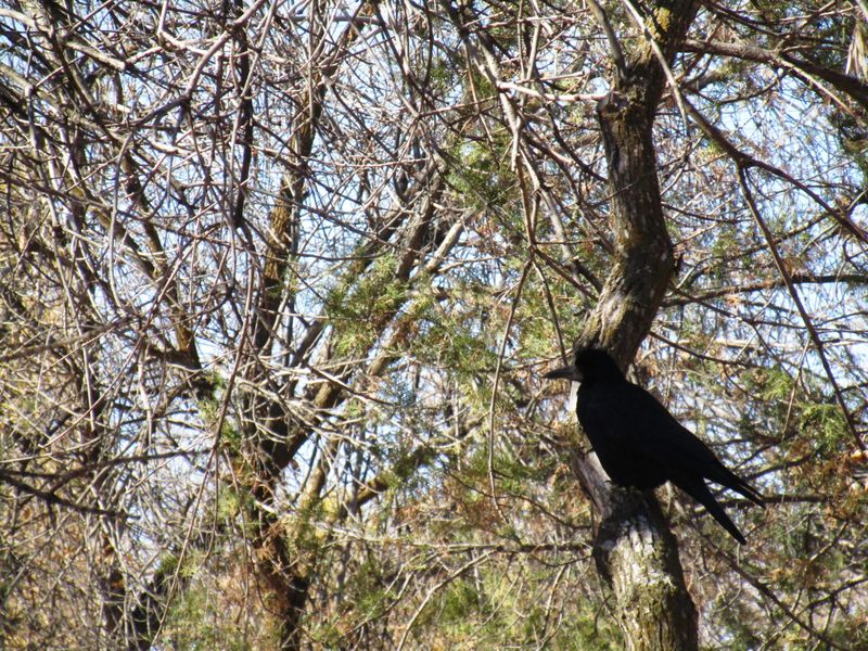 Crow on the tree | Smithsonian Photo Contest | Smithsonian Magazine