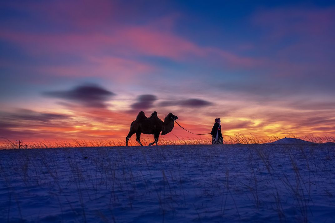 Camel Leader | Smithsonian Photo Contest | Smithsonian Magazine