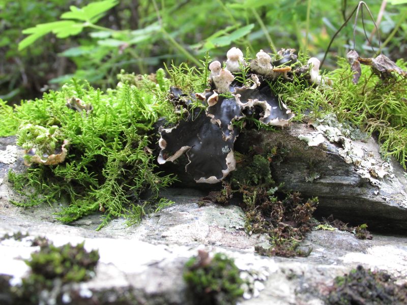 Moss and fungus growing on a rock | Smithsonian Photo Contest ...