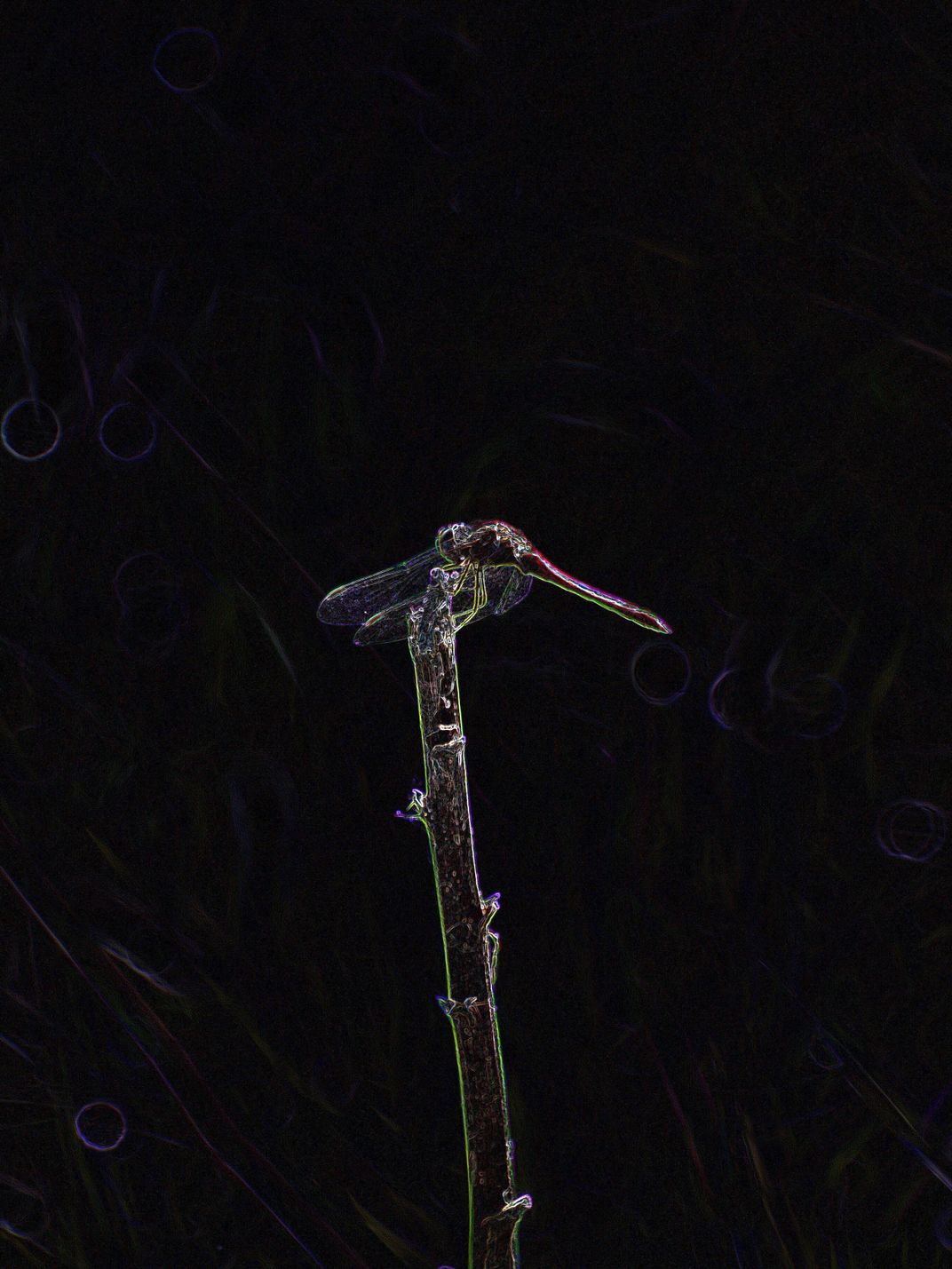 Dragon fly resting on a twig.. | Smithsonian Photo Contest ...