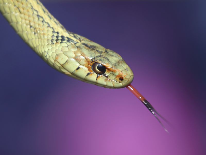 Puget Sound Garter Snake | Smithsonian Photo Contest | Smithsonian Magazine