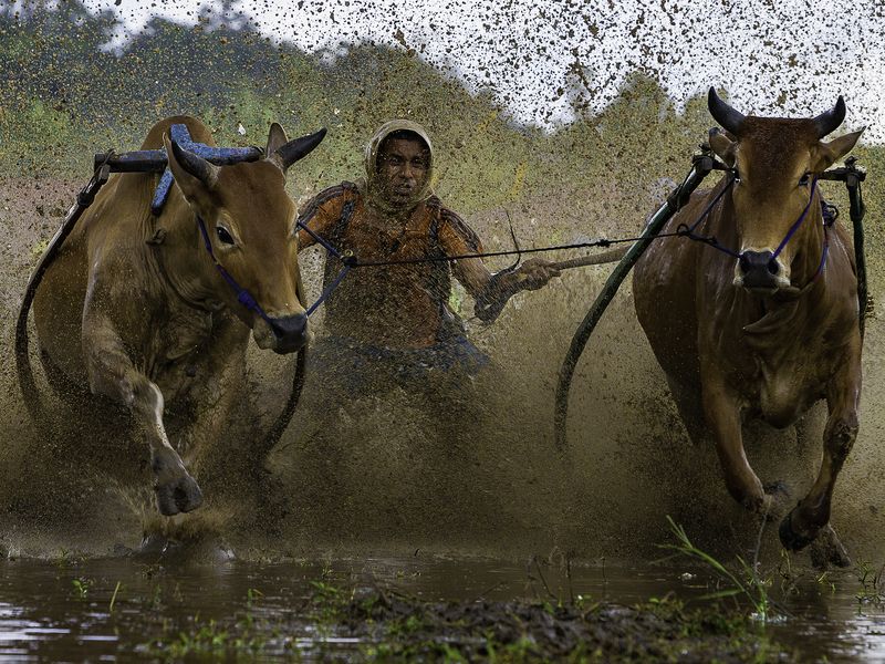 The Bull Race | Smithsonian Photo Contest | Smithsonian Magazine