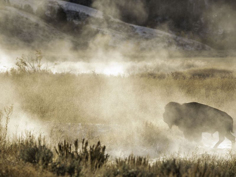 Buffalo walking in the mist | Smithsonian Photo Contest | Smithsonian ...