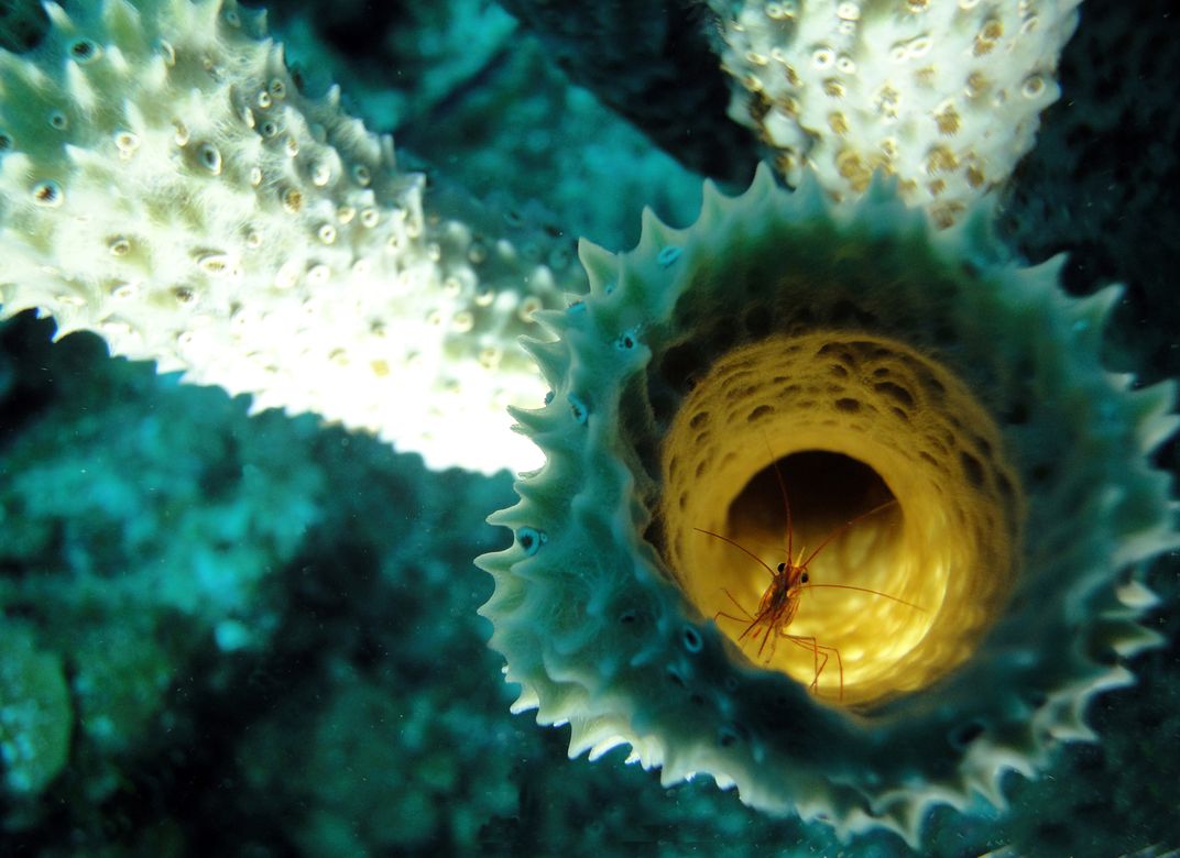 Peppermint Shrimp in a Branching Vase Sponge | Smithsonian Photo ...
