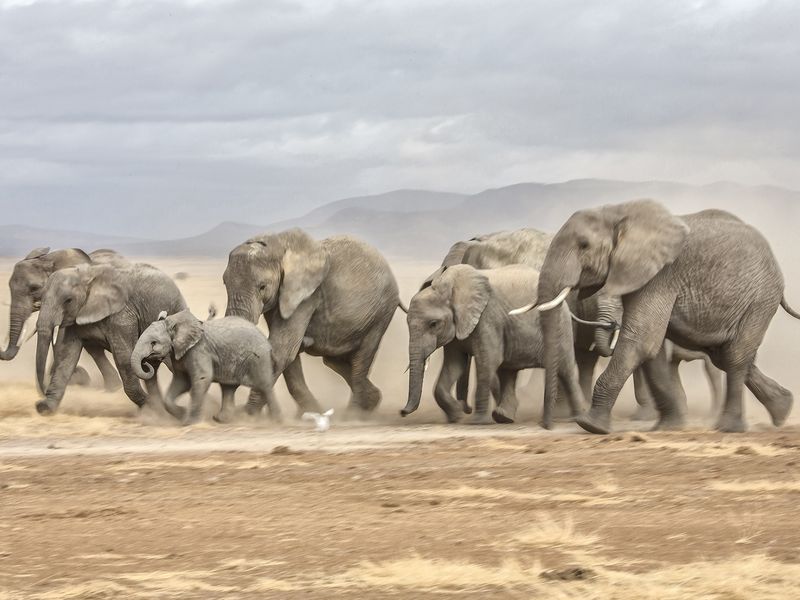 Elephant stampede | Smithsonian Photo Contest | Smithsonian Magazine